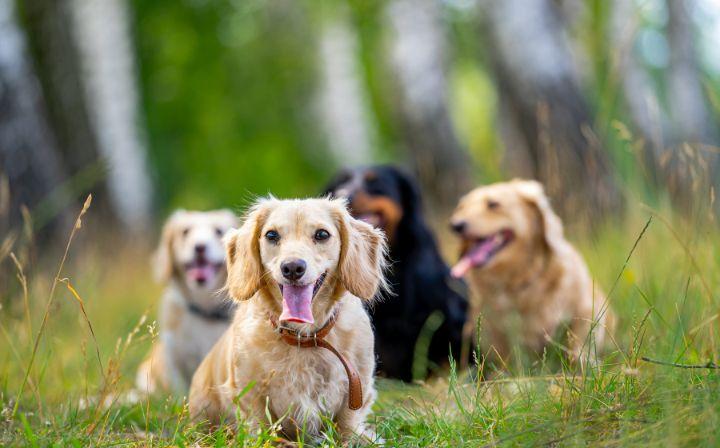 La médecine de population dans les élevages d’animaux de compagnie, qu ...